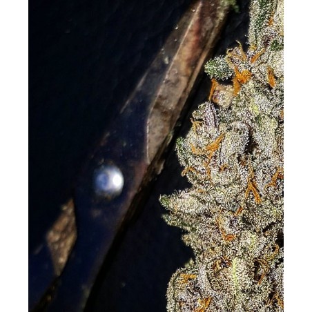 Queen Bee - Green Crack x Dragon Hunter