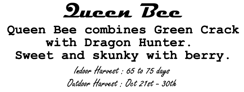 Queen Bee - Green Crack x Dragon Hunter